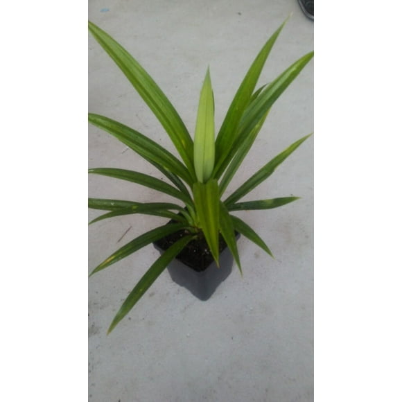 Pandan Plant