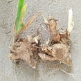 Variegated Iris Flowers Planting Mix-Iridescence-Beautiful-Garden-Quick ...