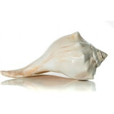 Seashell | 1 Off-White Polished Atlantic Whelk 7"-8" | Display & Beach ...