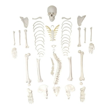 Axis Scientific 5X Enlarged Human Eye Model, Eyeball Anatomy, Multi ...