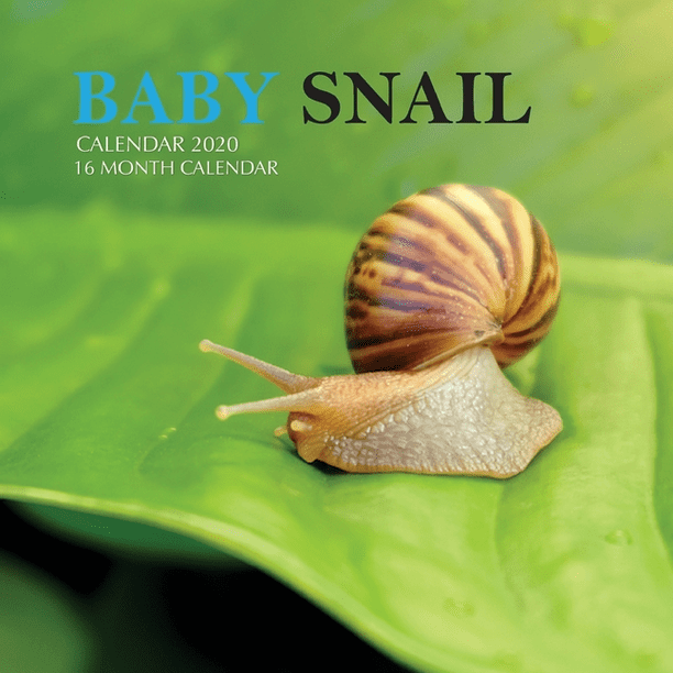 Baby Snail Calendar 2020 : 16 Month Calendar (Paperback) - Walmart.com