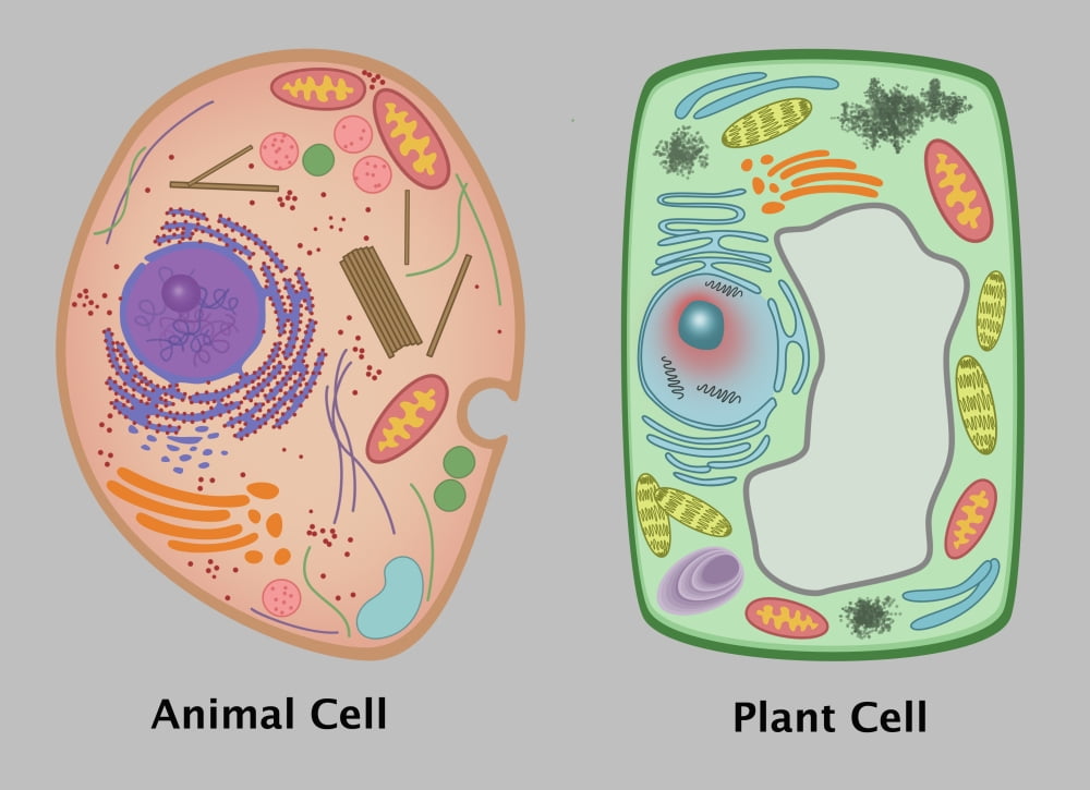 Animal Cell Project Poster