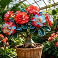 Natural Desert Rose — Non-GMO — (Non-Artificial)--Easy to cultivate--10 ...