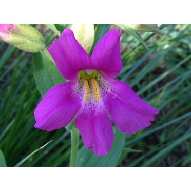 100 Twinkle ORANGE MONKEY FLOWER Mimulus Seeds - Walmart.com