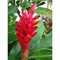 Hawaiian Red Ginger Plant Roots 5 Pk Partial Shade - Walmart.com
