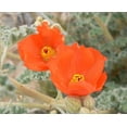 20 Apricot DESERT GLOBEMALLOW Mallow Sphaeralcea Ambigua Flower Seeds ...