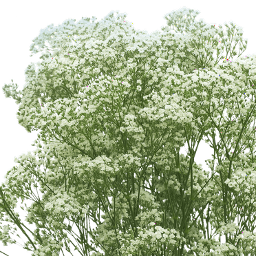 Gypsophila, Xlence 10 Bunches of White Baby's Breath Farm Direct Fresh ...