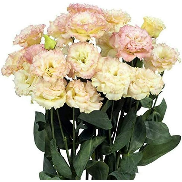Champagne Eustoma Flower s 20pcs ( Eustoma grandiflorum ) Organic ...