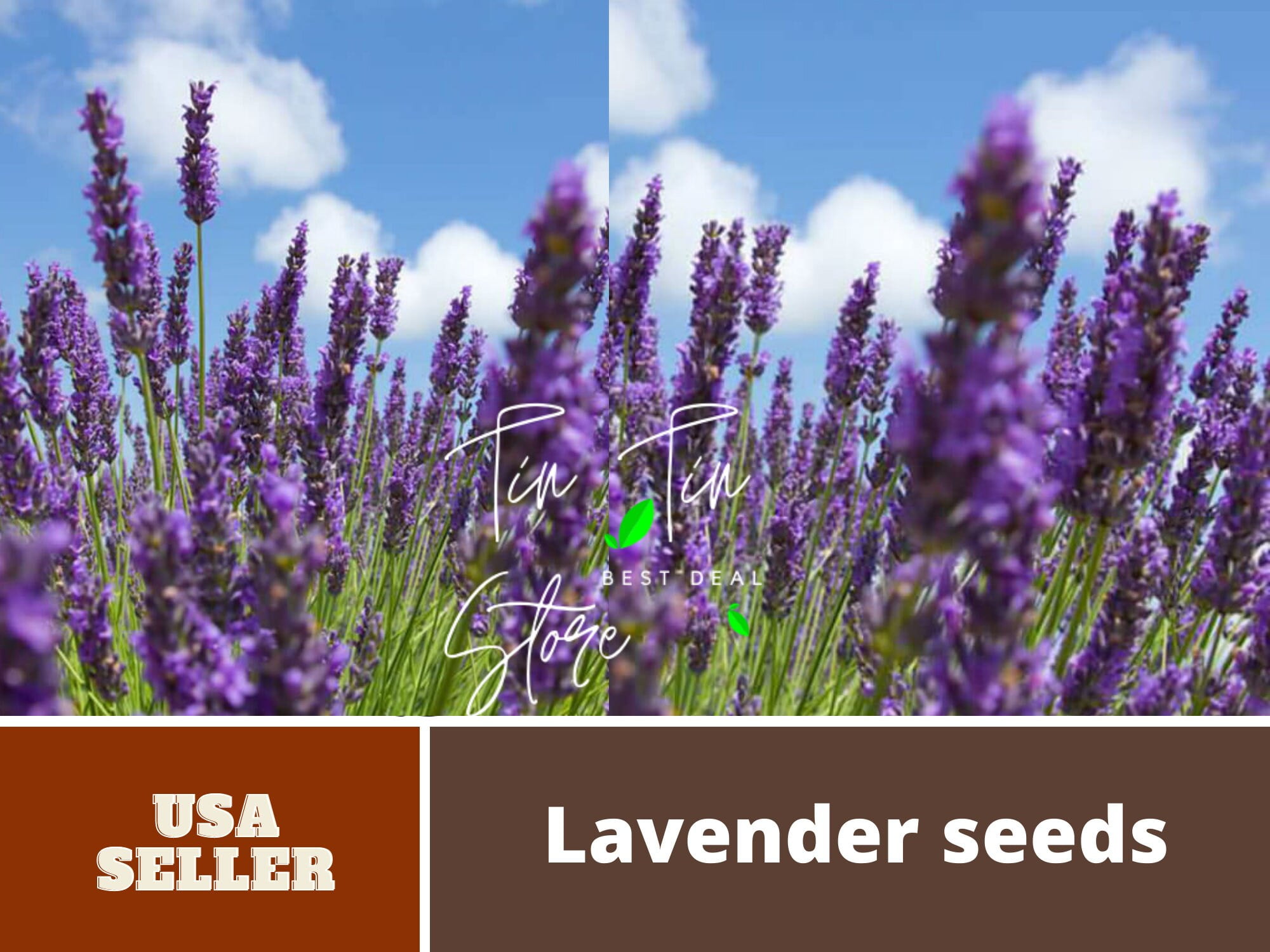 100+ Rare Seeds-Spike Lavender Seeds-#C006-Authentic Seeds-Flowers ...