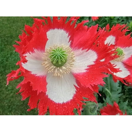 500 DANISH FLAG POPPY Red & White Queens Poppy Papaver Somniferum ...