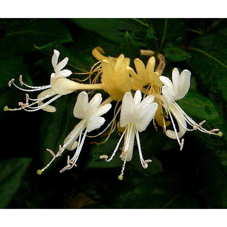 Lonicera Japonica Halls Prolific