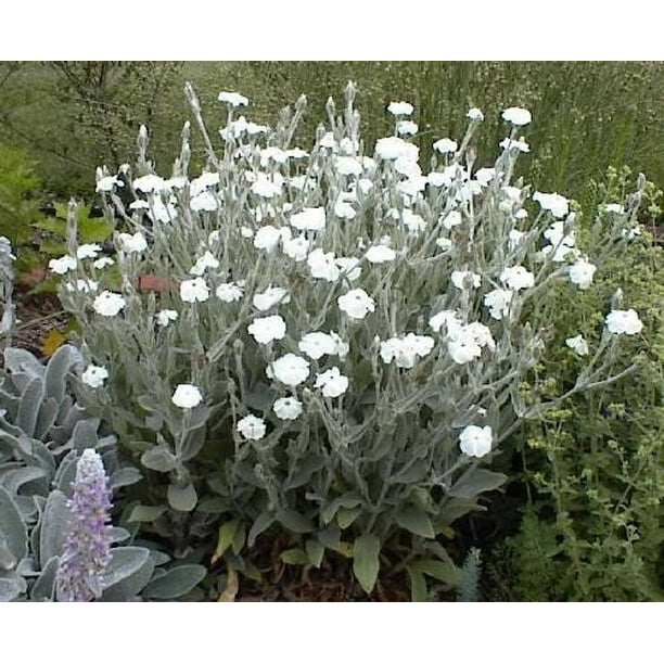 50 WHITE LYCHNIS Coronaria Alba (White Rose Campion / Evening Lychnis ...