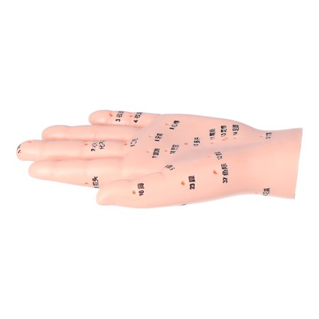 Environmental Hand Model, Acupuncture Hand Model, For Learning Teaching ...