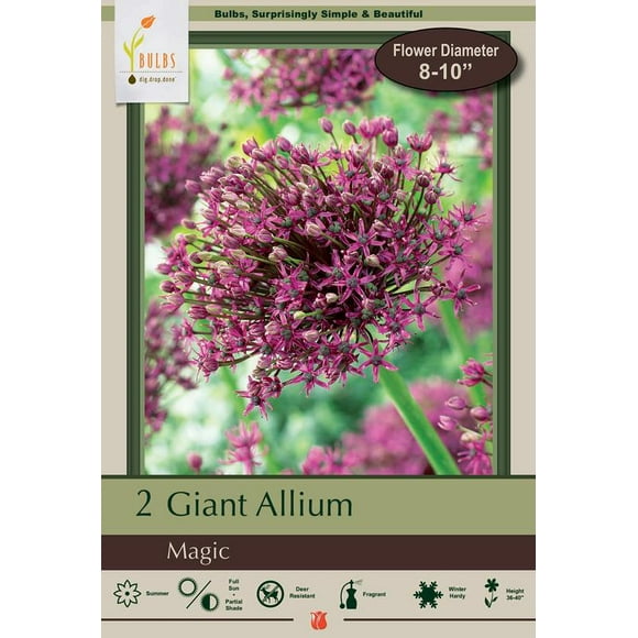 Allium Flower Bulbs