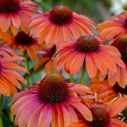 Osteospermum Akila African Daisy - Drought Tolerant, Outdoor Perennial ...