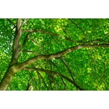 25 White AMERICAN ELM tree Ulmus Americana RED Flower Seeds - Walmart.com