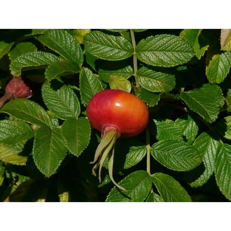 Rosa Rugosa Bush