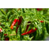 300 Seeds LONG Red CAYENNE PEPPER Capsicum Annuum Vegetable Seeds ...