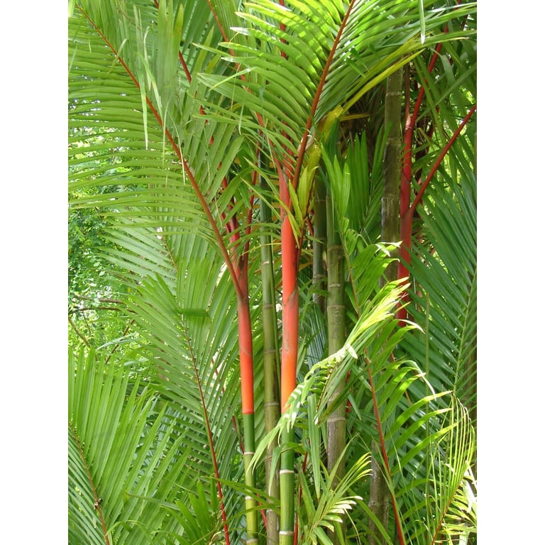 Lipstick Palm Tree