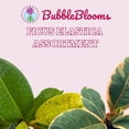 Ficus elastica Assortment, 4 inch, Variegated Rubberplant Variety, Dark ...