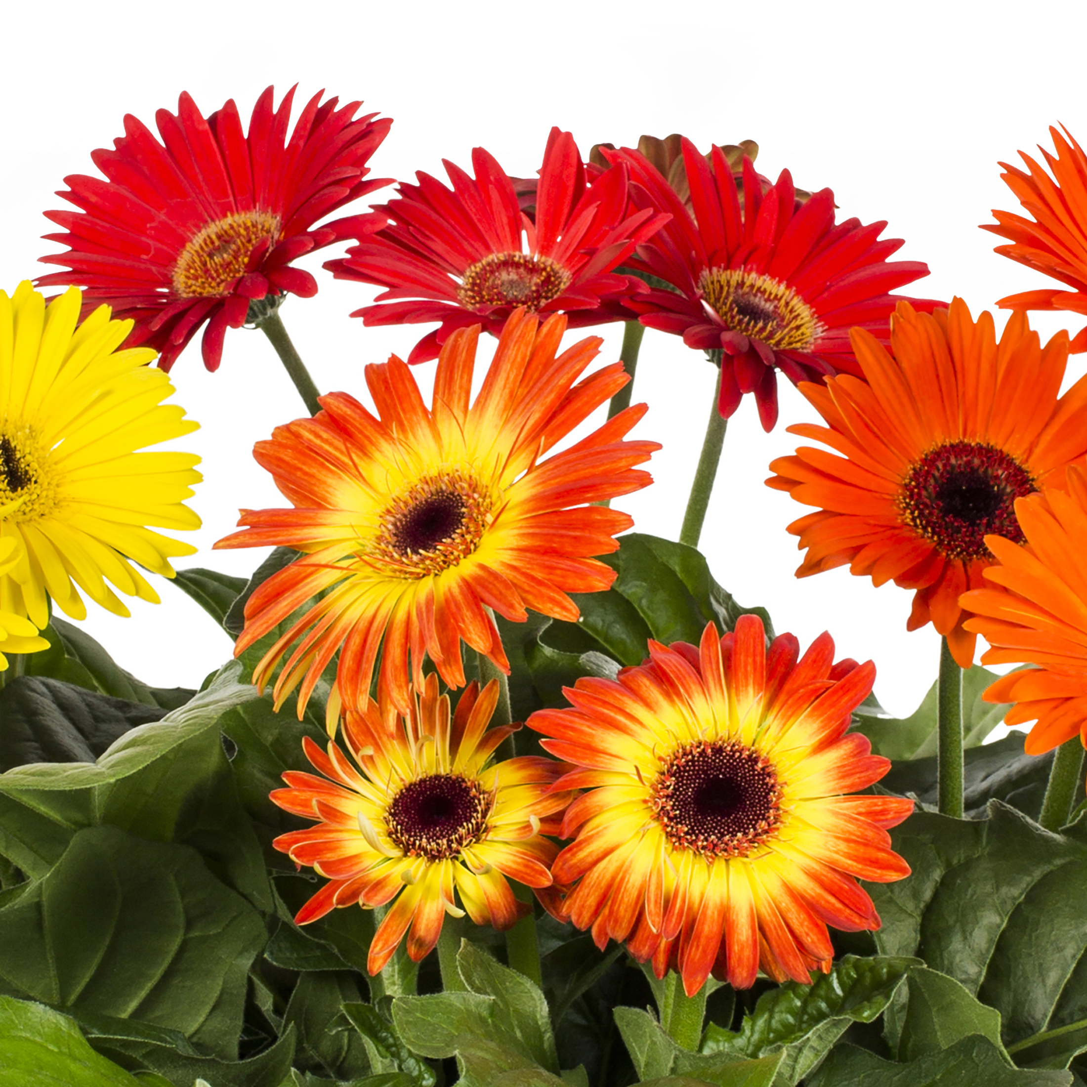 Gerbera Mixed Planter
