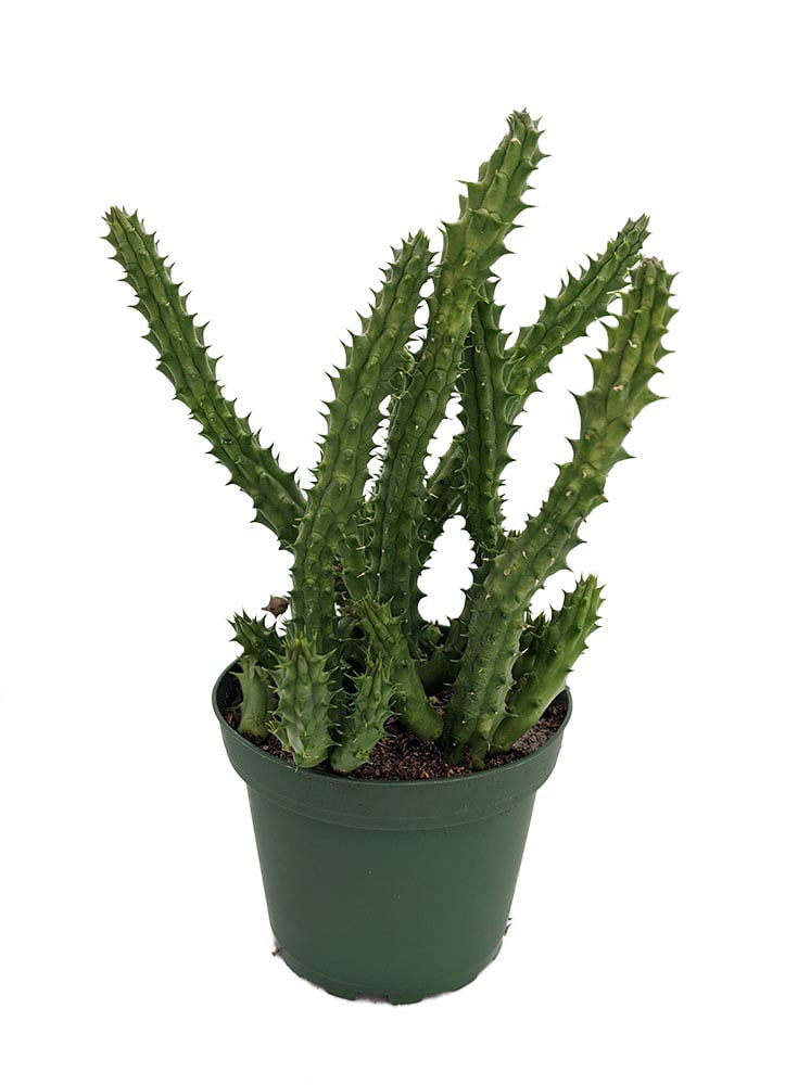 Red Dragon Succulent- Stapelia huernia - Easy to Grow - 4" Pot ...