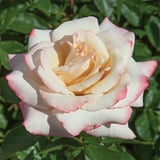 Heirloom Roses - Live Pinkerbelle‚Ñ¢ Hybrid Tea Rose Plant Delivered ...