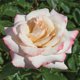 Heirloom Roses - Pinkerbelle™ Hybrid Tea Rose Plant - Walmart.com
