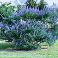 2 Blue Chaste Vitex Trees Live Plants, Texas Lilac Tree Well-rooted 5–9 ...