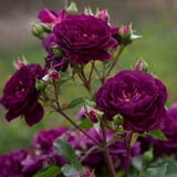 Ebb Tide‚Ñ¢ Floribunda Rose Bush - Heirloom Roses Purple Rose, Double ...