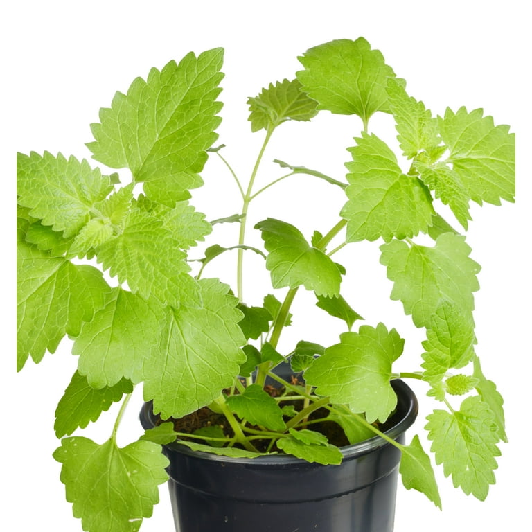 Catnip Plant In Pot