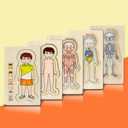 Wooden Montessori Educational Toys Boys Girls Human Body Structure Five ...