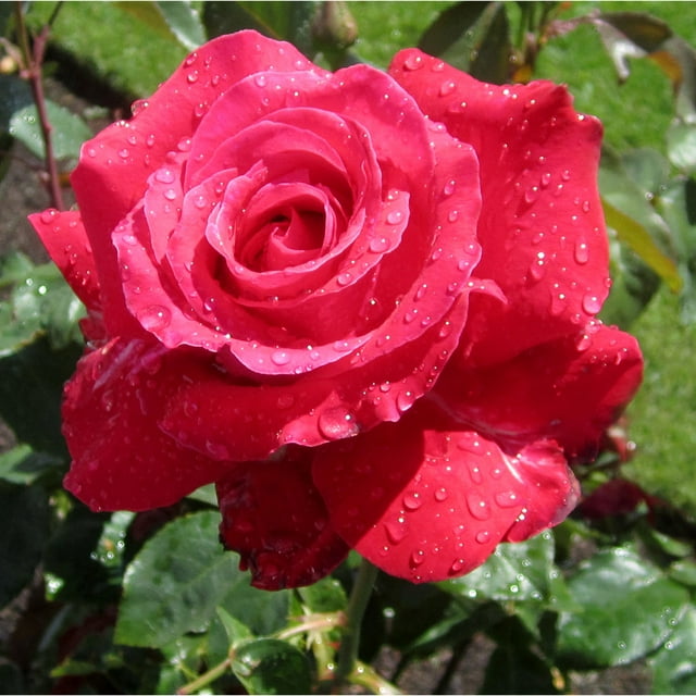 Alec's Red® Hybrid Tea Rose by Heirloom Roses - Fragrant Roses Live ...