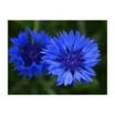Petunia - Easy Wave Flower Garden Seed - 100 Pelleted Seeds - Blue ...