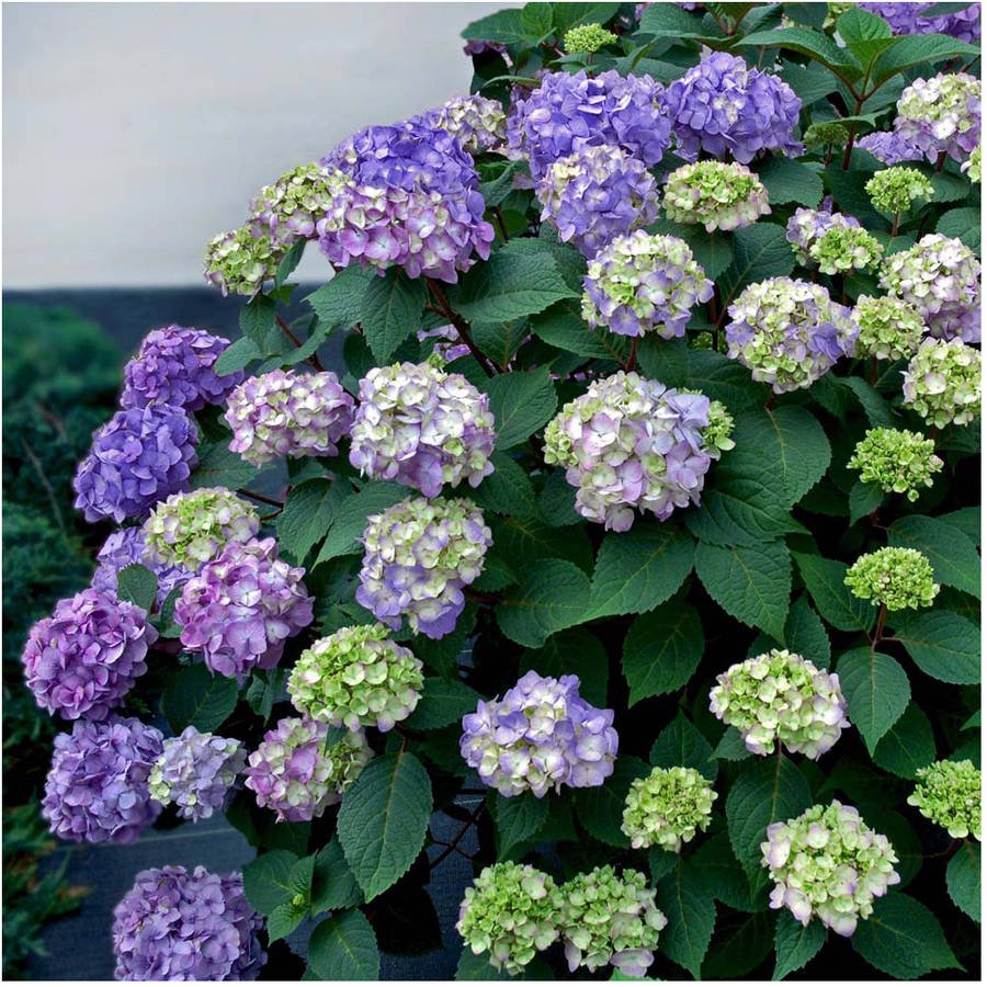 Endless Summer Outdoor Bloomstruck Hydrangea Flowering Bush 1 Gal ...