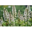 200 WHITE MIGNONETTE Reseda Alba Very FRAGRANT Flower Seeds - Walmart.com