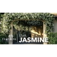 Star Jasmine 2 Extra Large 3 Gallon Plants Trachelospermum Jasminoides ...