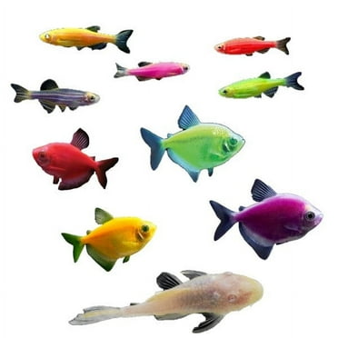 GloFish® Starfire Red® Angelfish and Danio Combo - Walmart.com