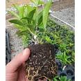 Fudingzhu Fragrant Tea Olive (Osmanthus) - Starter Plant, 4L, 1 Live ...
