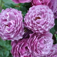 Heirloom Roses White Rose Bush - Easy Spirit™ Floribunda Rose Plant ...