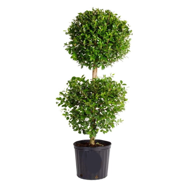 PFS 10po Topiaire (2-Boules) - Plante Vivante en pot de 10po (Article ...
