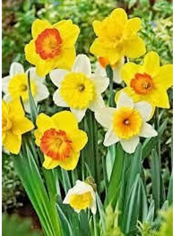 Daffodil Bulbs in Plant Bulbs - Walmart.com