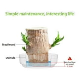 1/2/3 Brazilian lucky trees, bring you luck and increase wealth ...