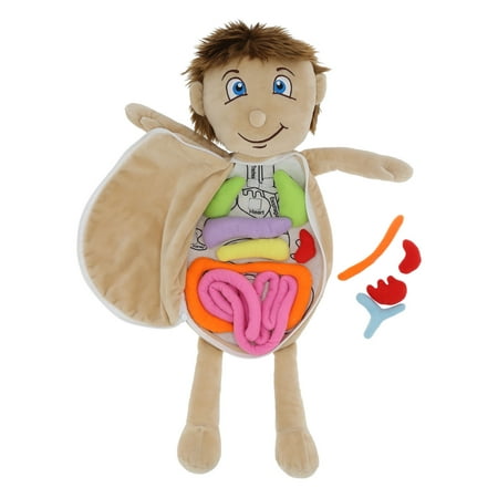 LYUMO Body Organs Educational Toy,Organs Awareness Educational Tool Toy ...