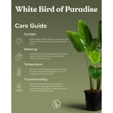 Bird of Paradise White, Strelitzia Nicolai 3-4ft High - Walmart.com