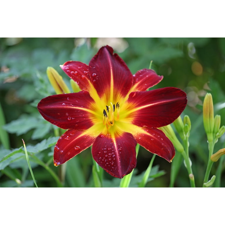 Red Daylilies