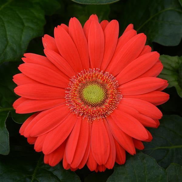 Red Gerbera Daisy Plant