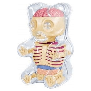 Gummi Bear Anatomy Model (Red) - Walmart.com