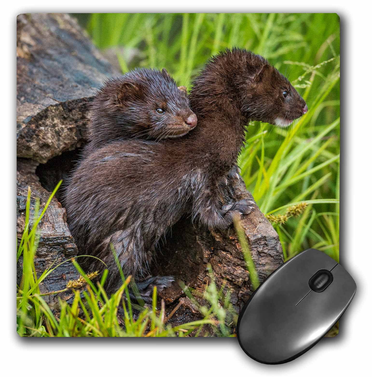 3dRose, USA, Minnesota. Mink kits in log watching for mother., Mouse ...