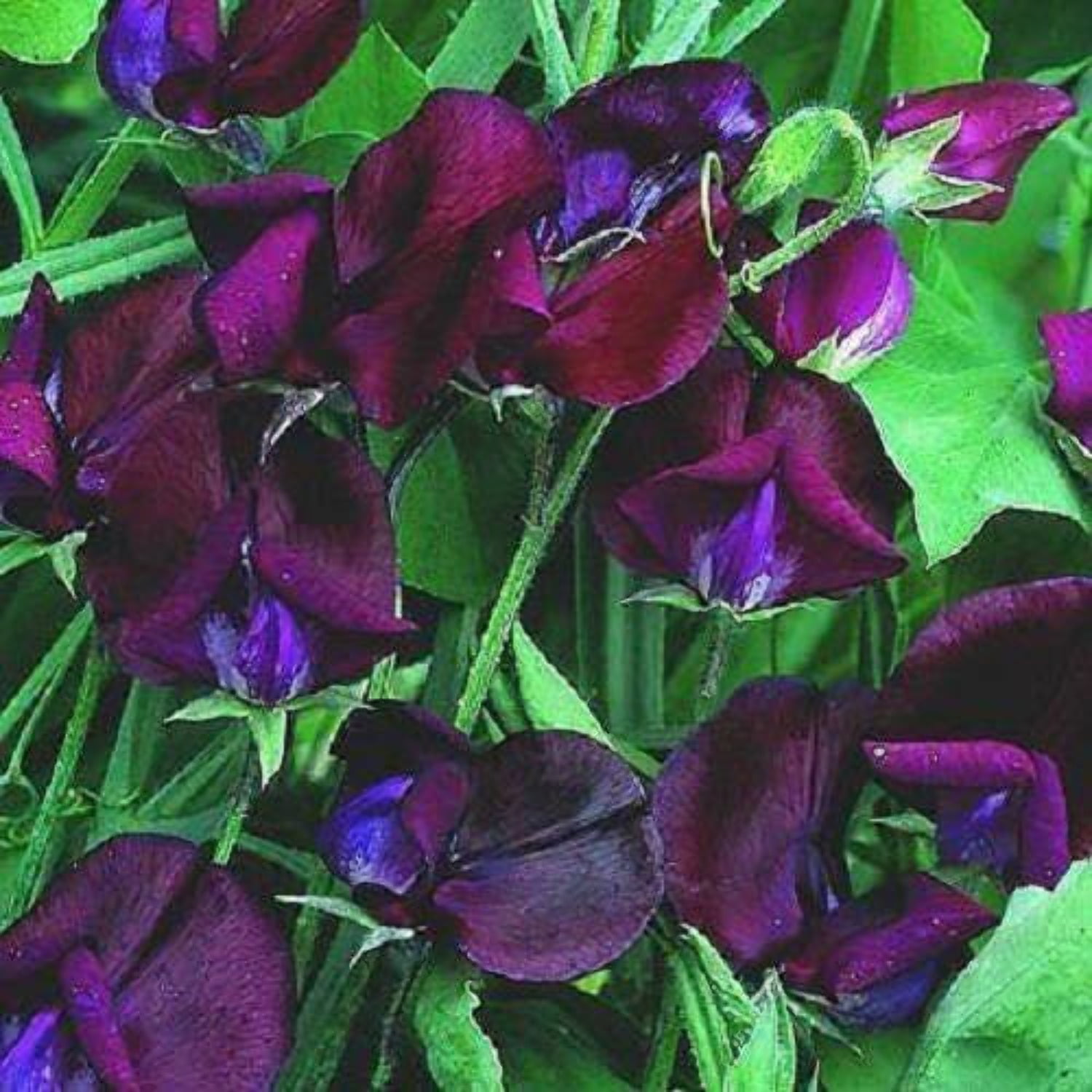 Click here for Seedville Usa 10 Black Knight Sweet Pea Lathyrus O... prices